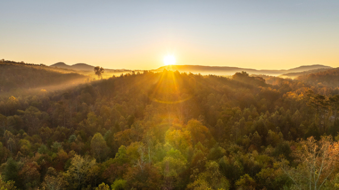 America First Forestry Has Arrived | Independent Women
